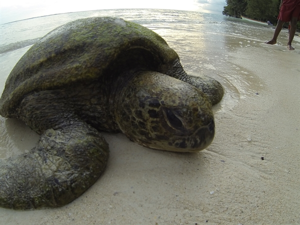 Mussau turtles face rough seas > WCS Papua New Guinea