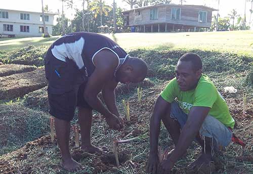 Climate change measure: Atoll farming > WCS Papua New Guinea